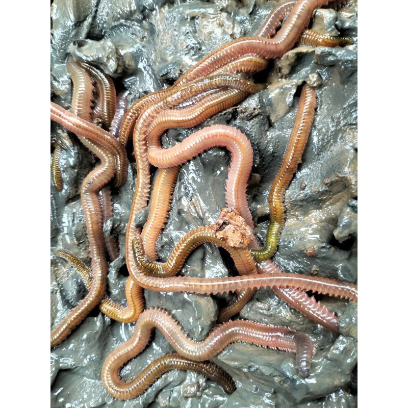 Jual Cacing laut / cacing laut naga / cacing laut hidup / cacing laut ...