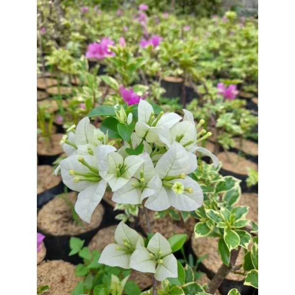 Jual BIBIT BUNGA BOUGENVILLE VARIGATA PUTIH BONSAI | Shopee Indonesia