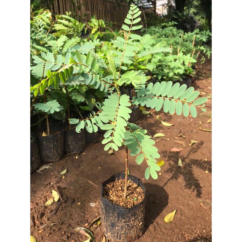 Jual bibit pohon turi merah | pohon bunga turi merah | Shopee Indonesia