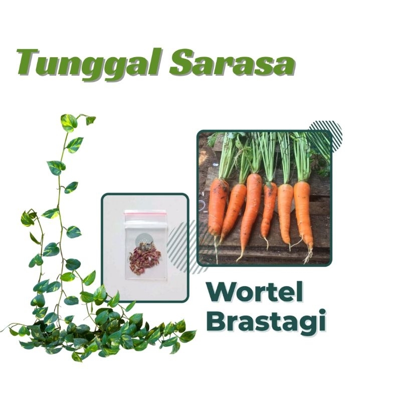 Jual TUNGGAL SARASA - BIBIT / BENIH WORTEL BRASTAGI DAN ANEKA KENIS ...