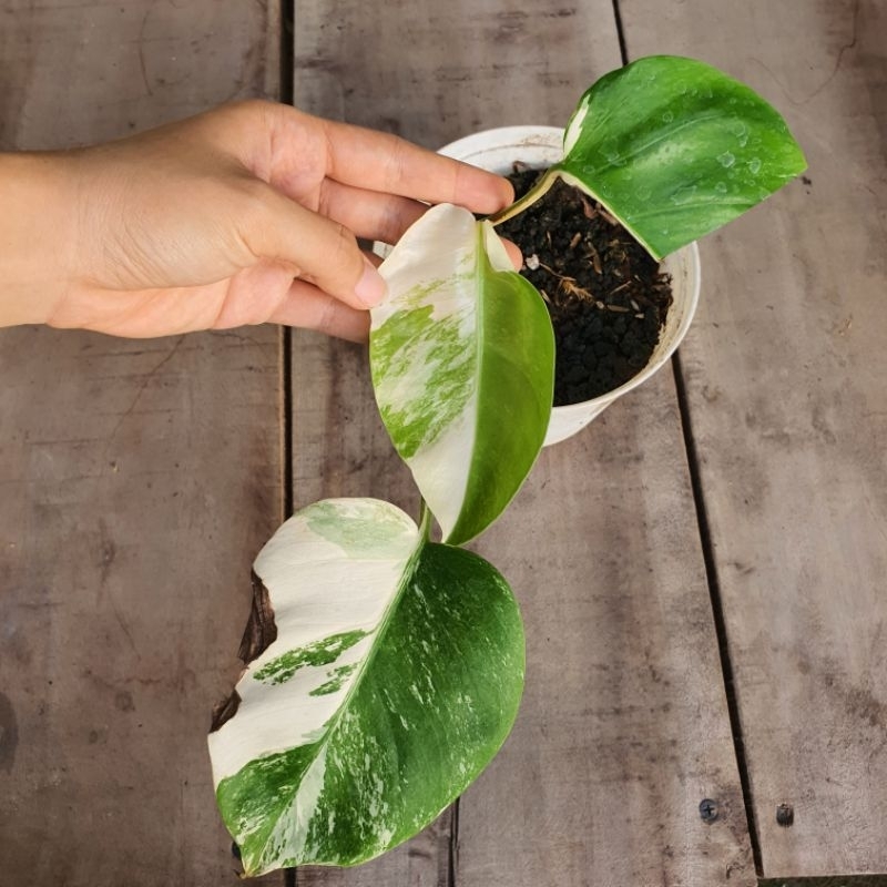 Jual Monstera variegata white tiger Monsvar wt monvar varigata putih ...