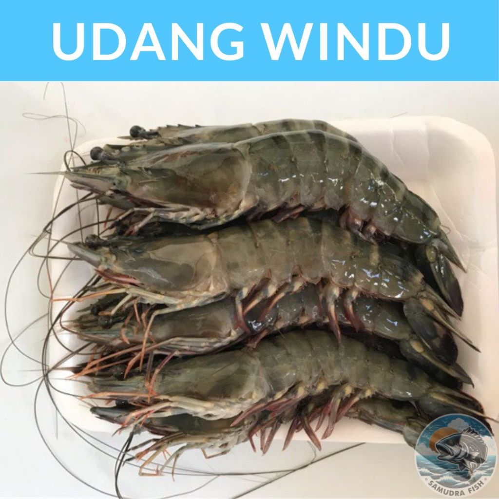 Jual Udang Windu TIGER BAGO PANCET BESAR 500gr size 15-40 | Udang ...