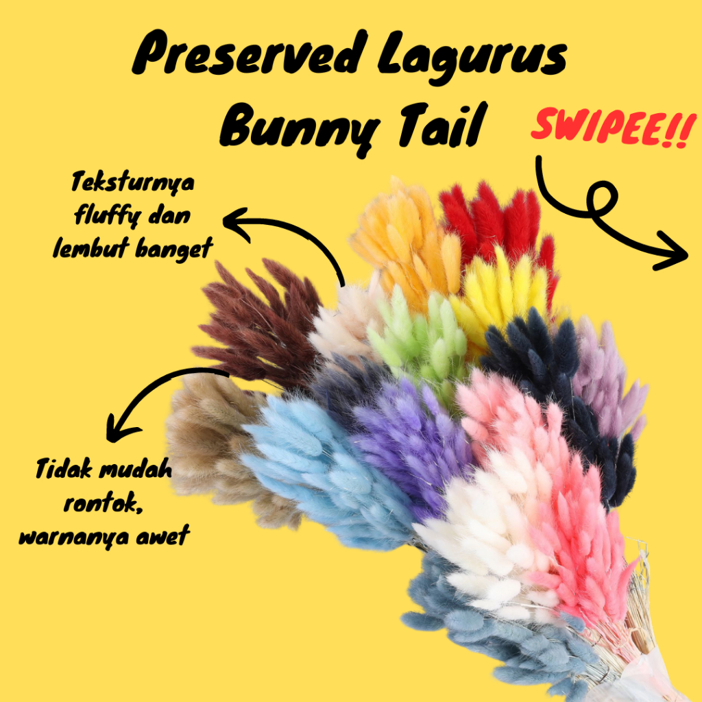 Jual 10 50 Tangkai Preserved Lagurus Bunny Tail / Bunga kering | Shopee ...