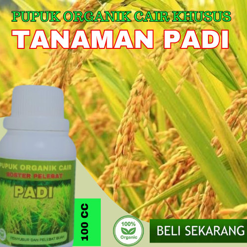 Jual Pupuk Organik Pelebat Anakan dan Buah Padi/Obat Semprot Pupuk Padi Cepat Lebat/Obat ...