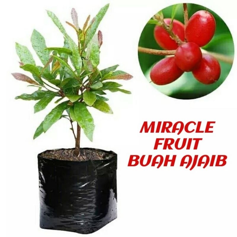 Jual TANAMAN MIRACLE FRUIT BELI 3 BONUS 2 JERUK KASTURI | Shopee Indonesia