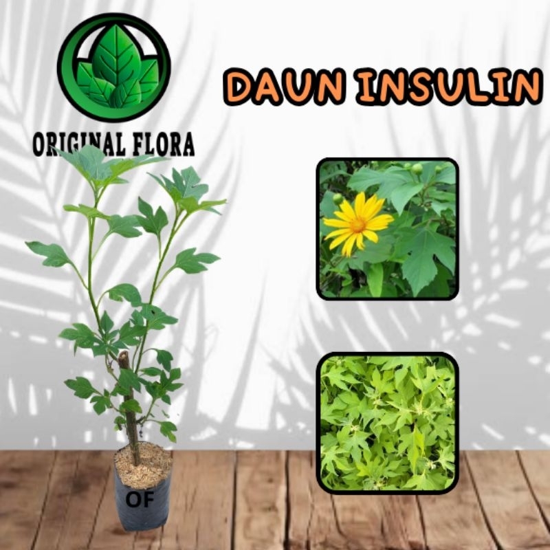 Jual Jual Bibit Tanaman Daun Insulin Bibit Insulin Pohon Insulin ...