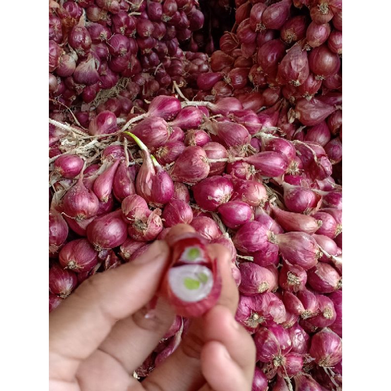 Jual Benih Bawang merah varietas bima Brebes 1kg siap tanam | Shopee ...