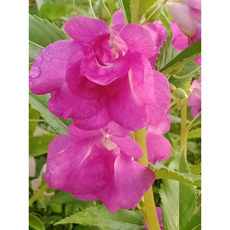 Jual Impatient Balsmina Pink Tumpuk ( Pacar Air ) Biji | Shopee Indonesia