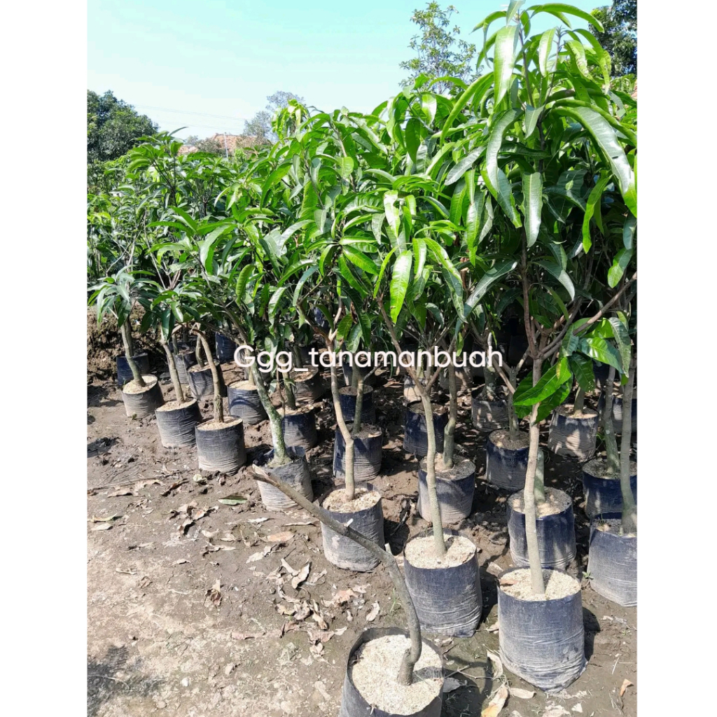Jual Bibit Mangga Red Emperor 1 Meter Up Cepat Berbuah Super | Shopee ...