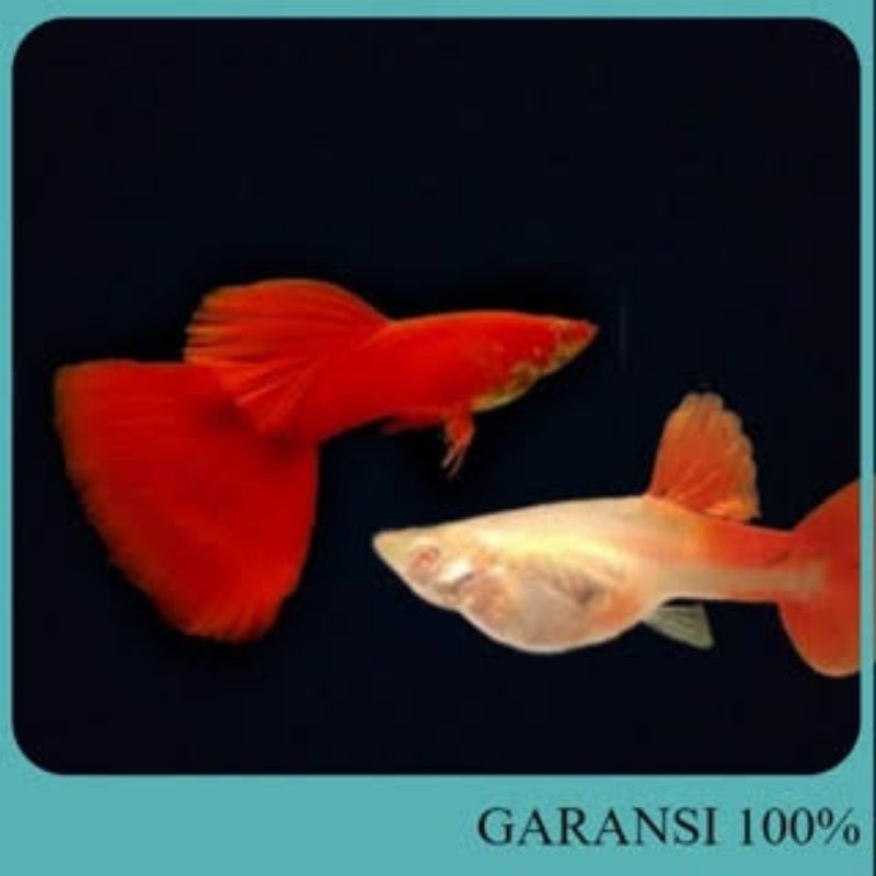 Jual 1 Pasang Guppy Super Red Grade A Ikan Hias Air Tawar Aquarium Aquascape | Shopee Indonesia