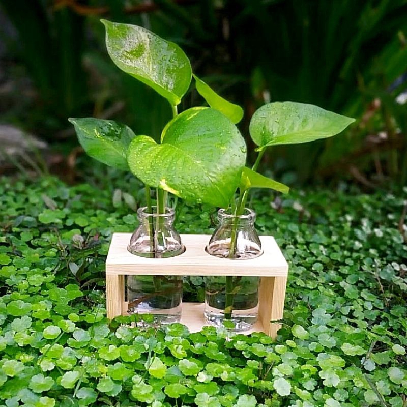 Jual Pot Kayu / Vas Bunga / Planter Tanaman Air Hidroponik / Hiasan ...