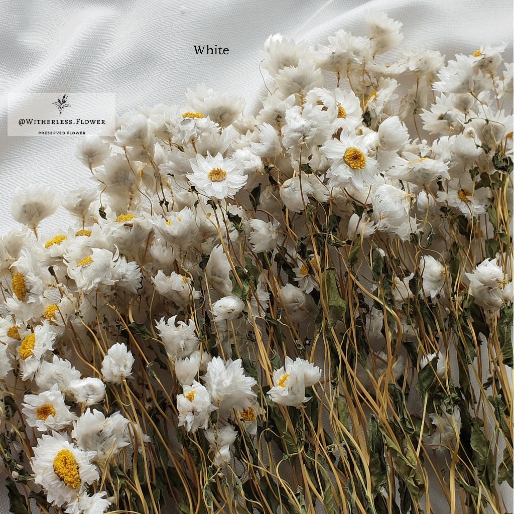 Jual 10 gr Dried Rodanthe Flower / Dried Flower Daisy Rodanthe / Bunga ...
