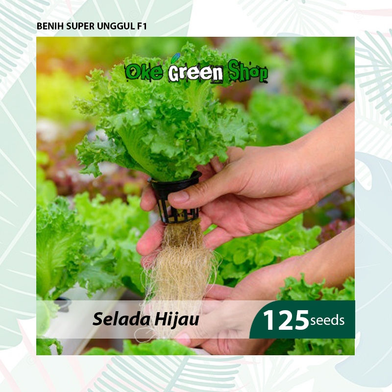 Jual Benih Bibit Unggul Selada Hijau Keriting - Benih Seribuan | Shopee ...