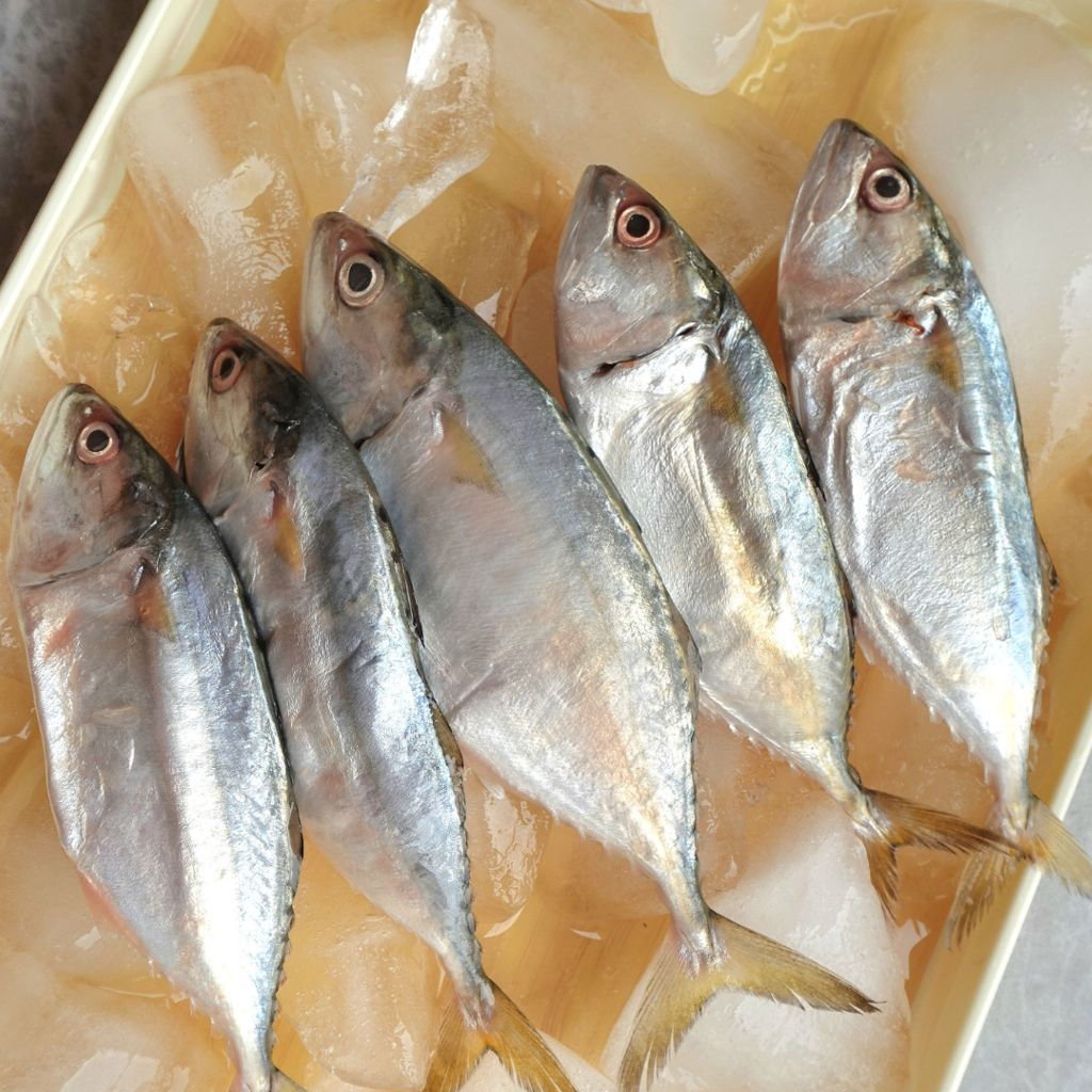Jual Ikan Kembung Gepeng Segar 1kg / Ikan kembung fresh frozen | Shopee ...