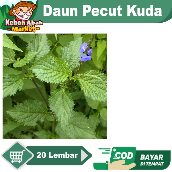 Jual Daun Pecut Kuda 20 Lembar Obat Herbal Batuk Pilek Demam | Shopee ...