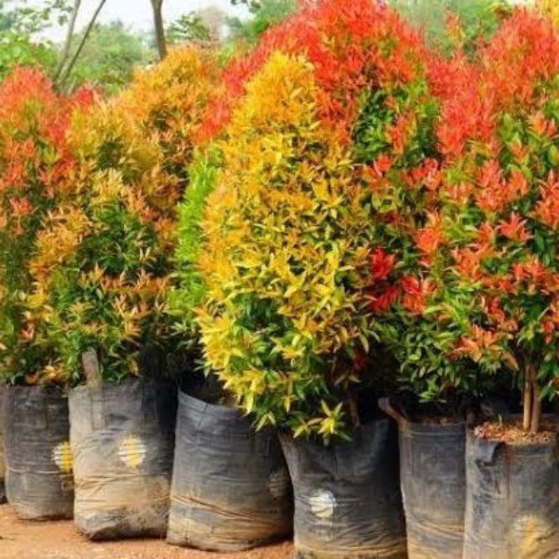 Jual bibit tanaman pucuk merah ukuran (50cm) buat taman murah | Shopee ...