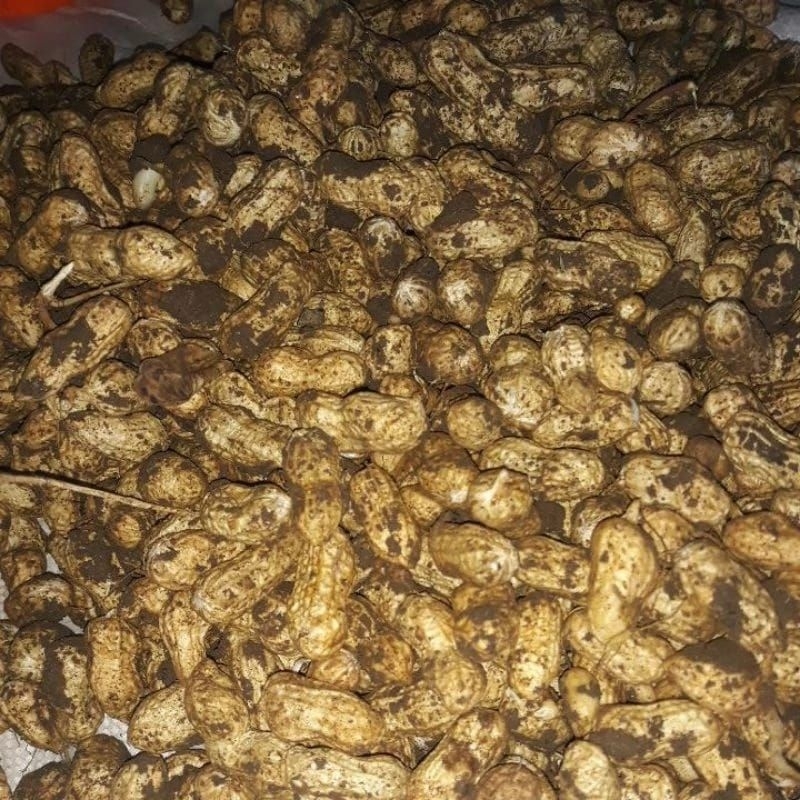 Jual kacang tanah basah/kacang kulit/kacang godog/kacang mentah 1 kg ...