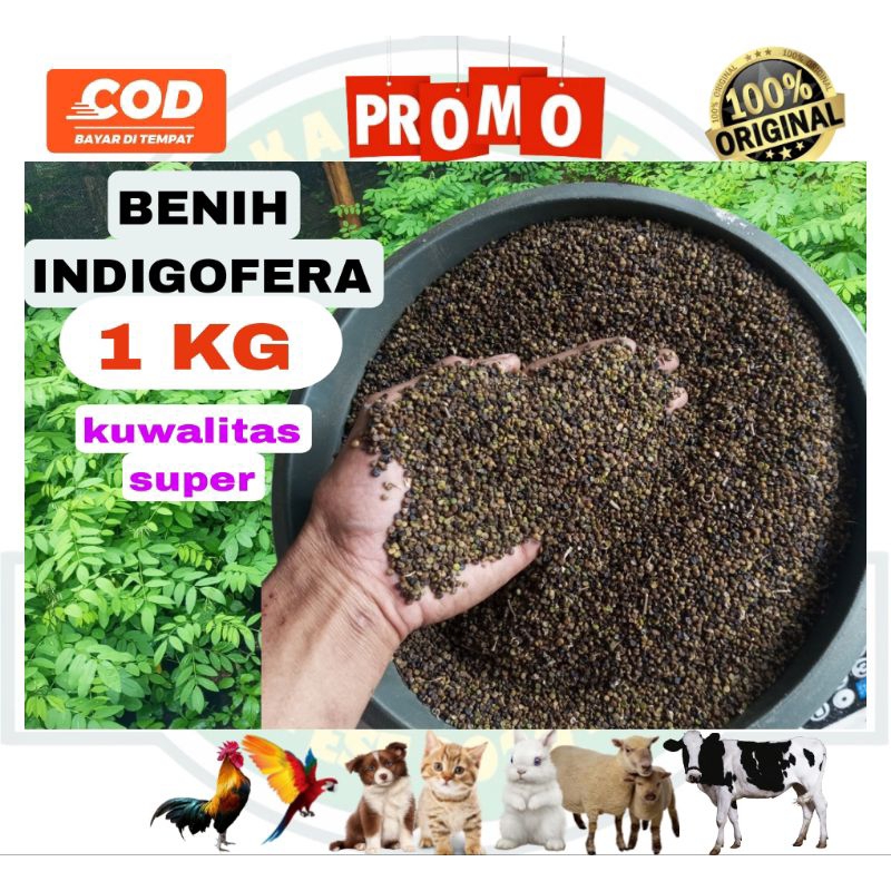 Jual benih biji indigofera kuwalitas super 1 kg | Shopee Indonesia