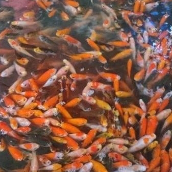 Jual Isi 1 Liter Ikan Mas Pakan Makanan ikan Predator | Shopee Indonesia