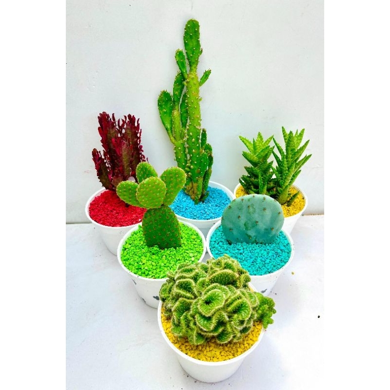 Jual panda blue mix sukulen (free pot putih 10cm, media tanam dan batu ...