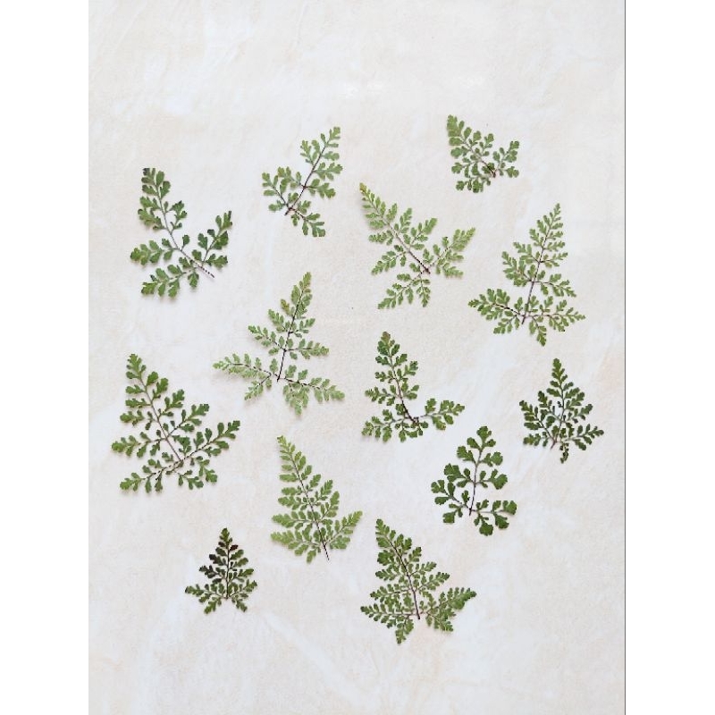 Jual Pressed Pakis Leaves - Oshibana - Dried Flower - Bunga Kering ...