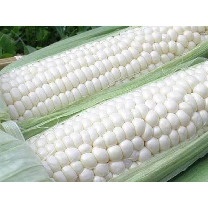Jual bibit biji benih jagung ketan putih jagung pulut putih unggul ...