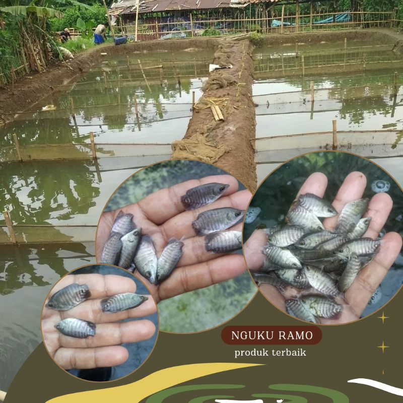 Jual PAKET 45 BIBIT IKAN GURAME BERKUALITAS UKURAN NGERAMO BIBIT GURAME ...