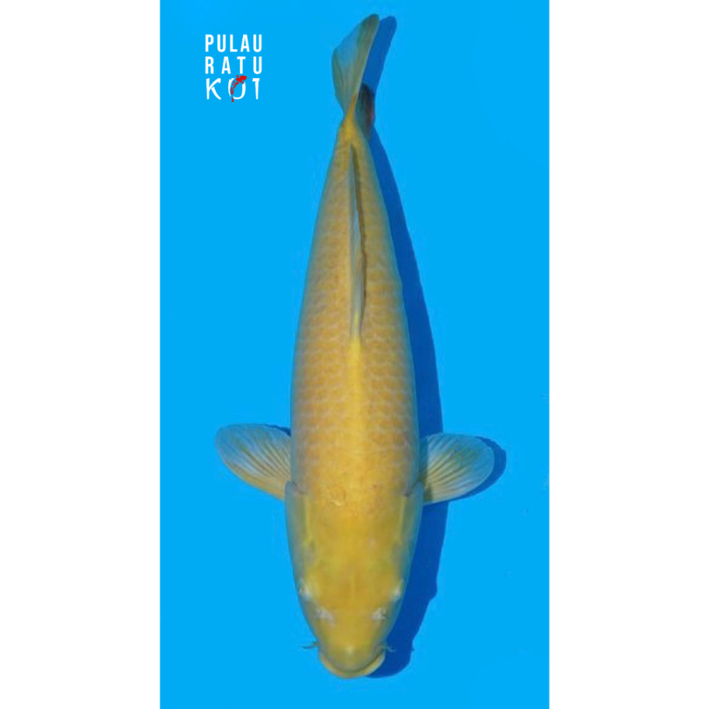 Jual karashi sakai fish farm 55 bu ikan koi import sertifikat breeder ...