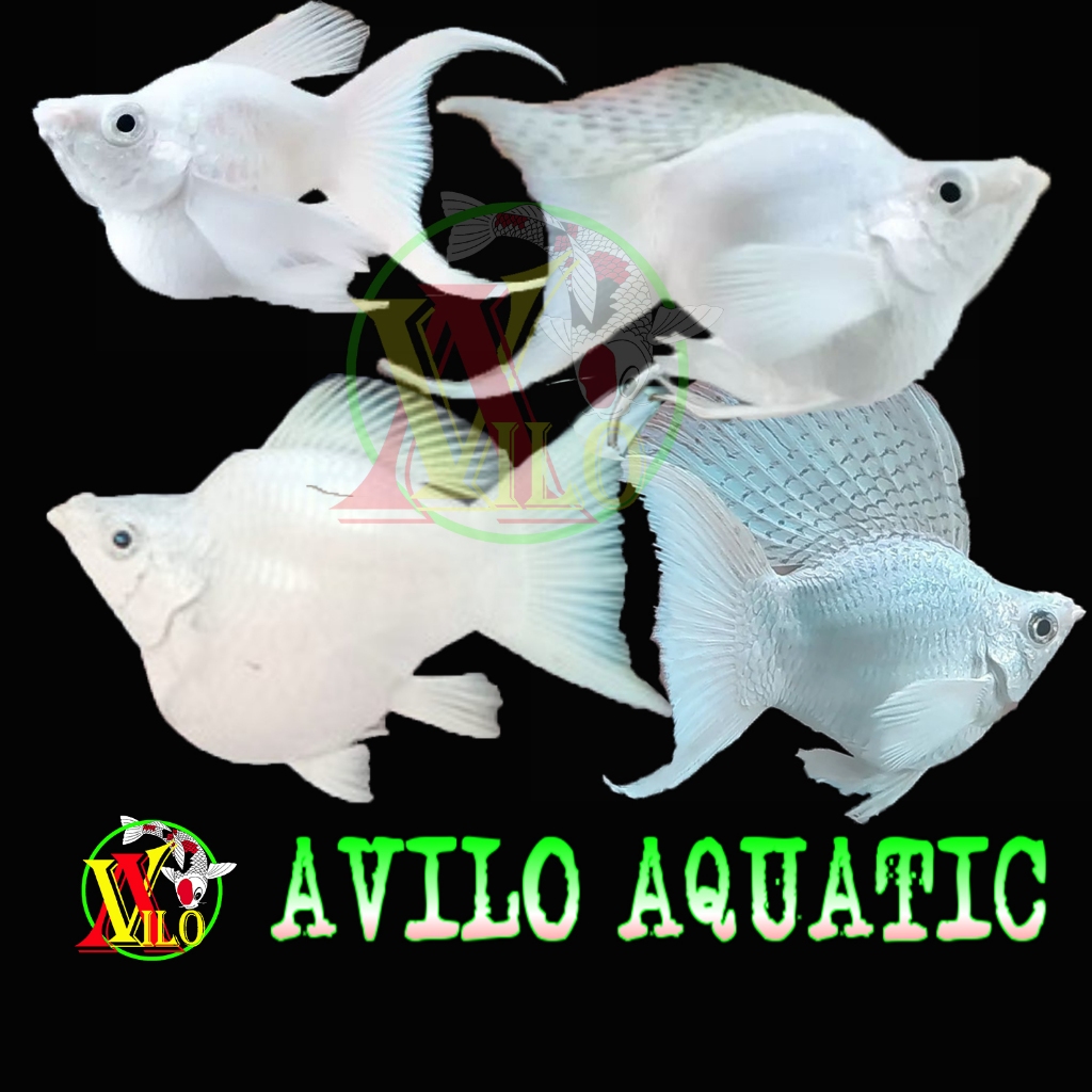 Jual ikan hias molly moli balon platinum putih ekor cabang cawang cagak ...