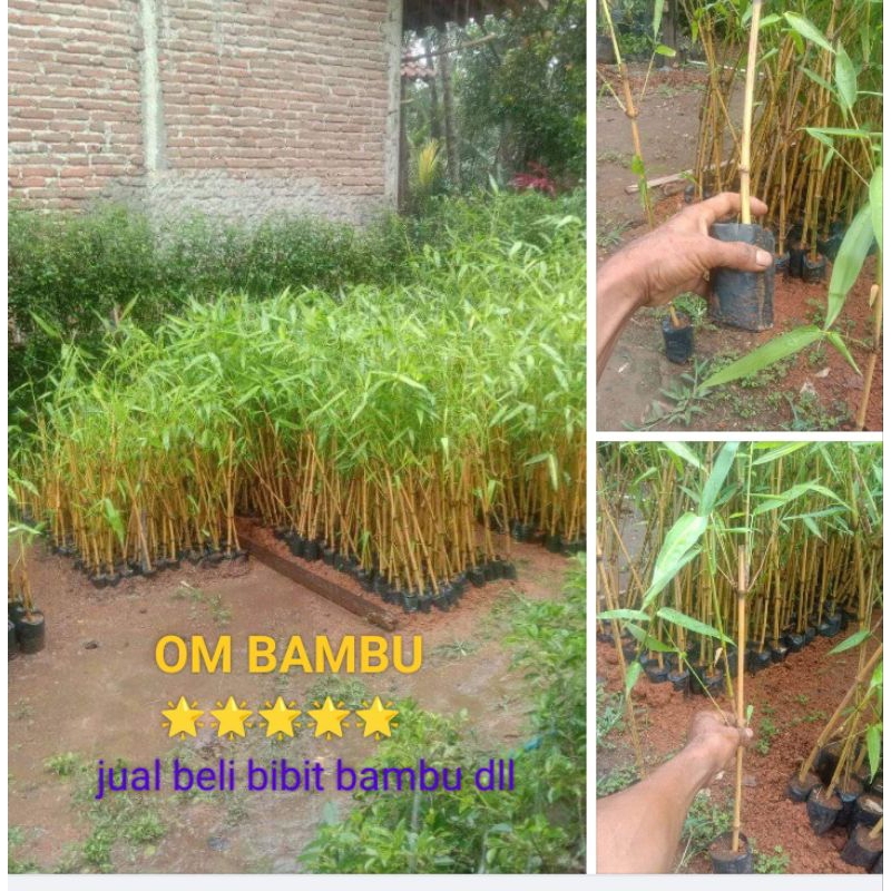 Jual BAMBU KUNING/tanaman hias bambu kuning | Shopee Indonesia