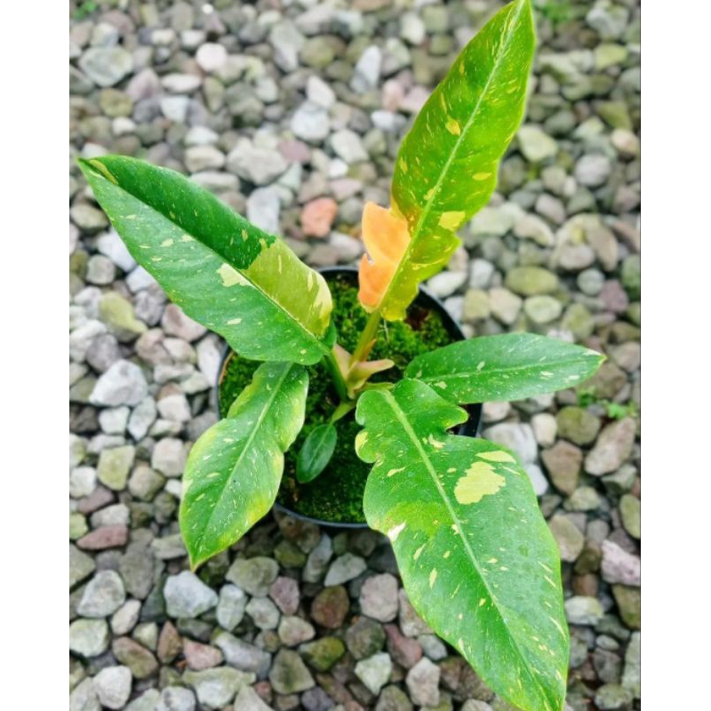 Jual {BISA COD} tanaman hias philodendron ring of fire pohon philo ring ...