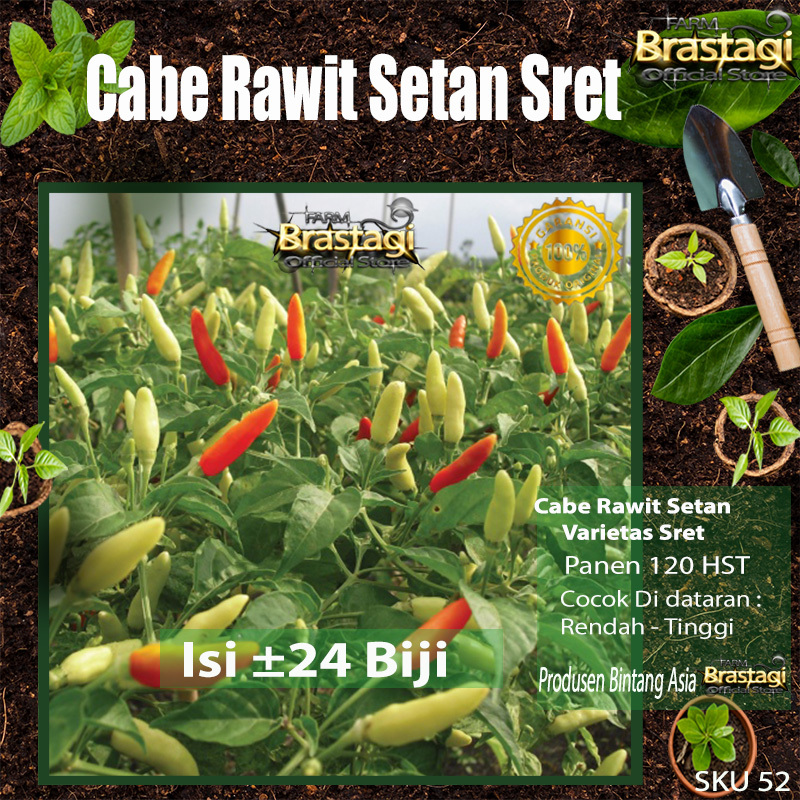 Jual FBTG - 24 Benih Bibit Cabe Rawit Setan Sret Pedas Bintang Asia Unggul - SKU 53 | Shopee ...