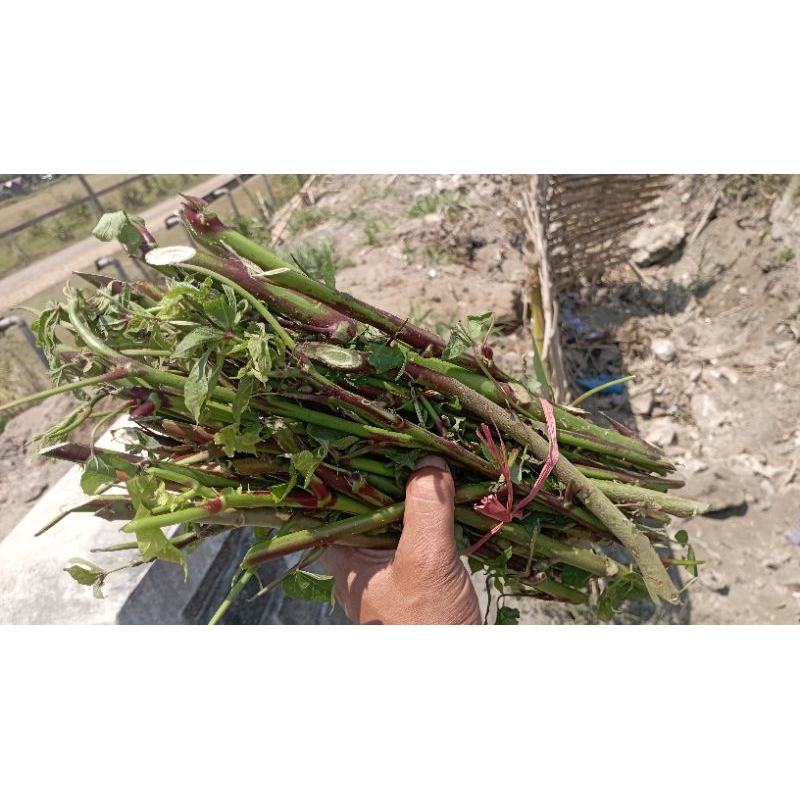 Jual Bibit Daun Gedi Merah / Telo Papua per batang | Shopee Indonesia