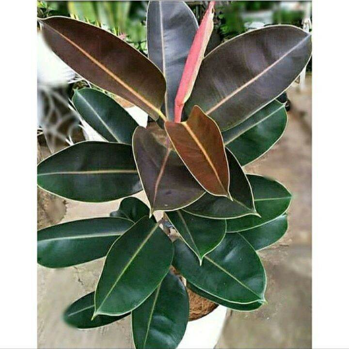 Jual Bibit Tanaman Karet Kebo Ficus Elastica | Ruber Plant Unggulan ...