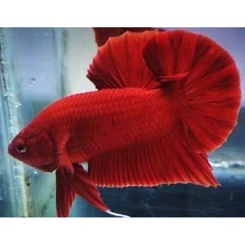 Jual SUPER RED | Shopee Indonesia