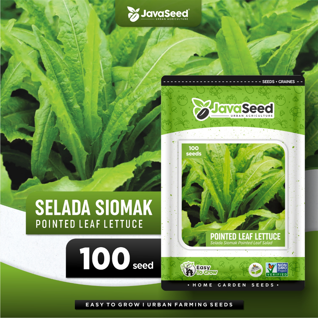Jual JAVASEED - Benih Selada Wangi Siomak Green Pointed Leaf 100 Benih ...