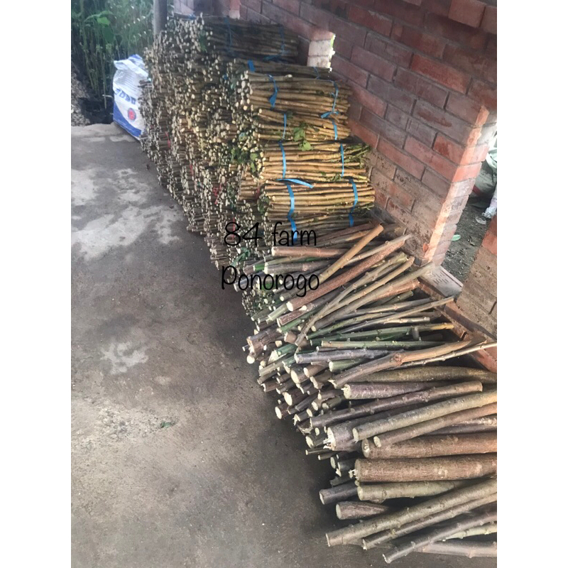 Jual telo papua | Shopee Indonesia