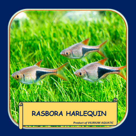 Jual IKAN HIAS AIR TAWAR - RASBORA HARLEQUIN | Shopee Indonesia