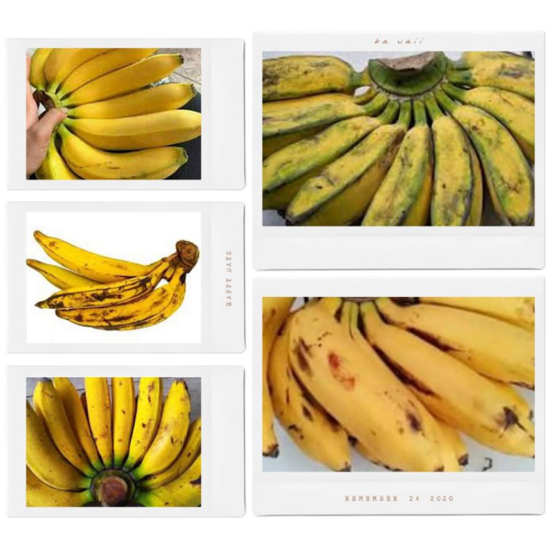 Jual pisang tanduk,kepok,raja,Ambon , barangan, Sunpride, raja sereh ...