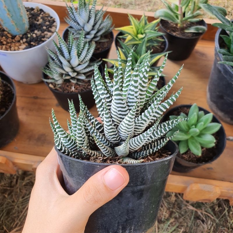 Jual Kaktus Sekulen Haworthia Zebra Hawortia Putih Sukulen Mini Cluster ...