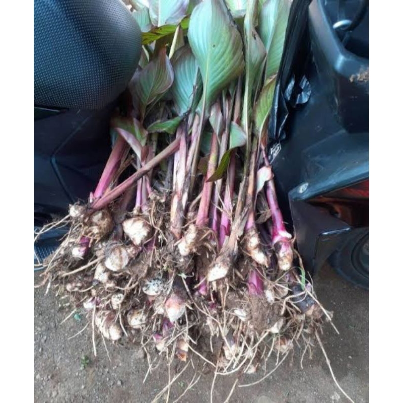 Jual bibit ganyong merah minim order 10 batang | Shopee Indonesia