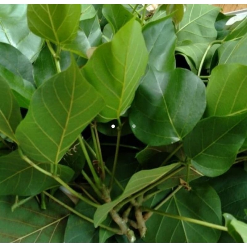 Jual Daun dadap serep segar 30 helai | Shopee Indonesia