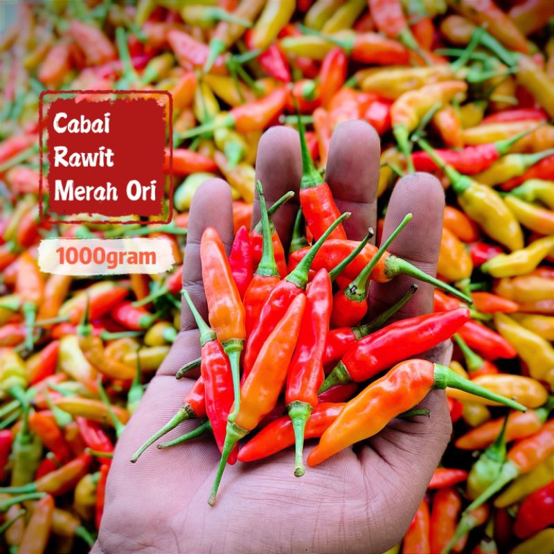 Jual Cabe Rawit Merah Ori Cabai Lombok Setan Fresh Segar 1KG TJAGRO ...