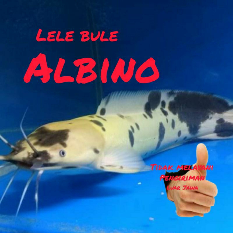 Jual Hiasan Aquarium Lele Tutul/ lele Bule paket isi 10 | Shopee Indonesia