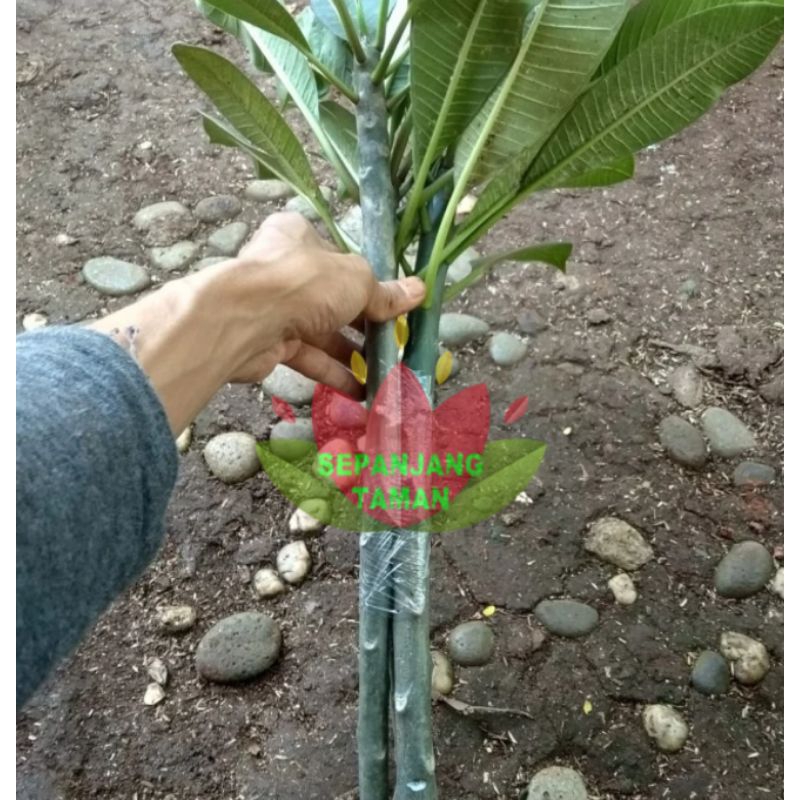Jual Tanaman Hias Kamboja Bali Bunga Red Sakura Tinggi ± 1 Meter / Stek ...
