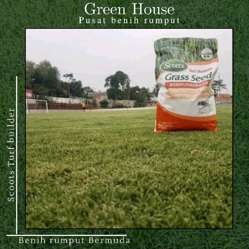 Jual Benih Rumput Lapangan Sepak bola Bermuda grass 150Gram - Benih ...