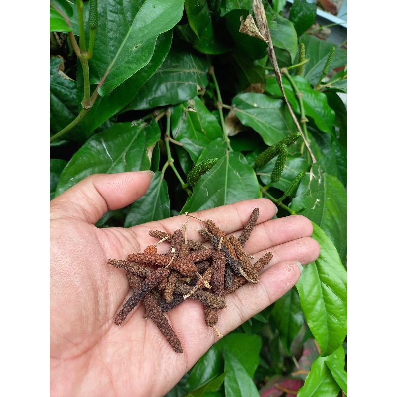 Jual cabe jawa cabe jamu ( piper retrofractum vahl ) obat herbal kuat ...