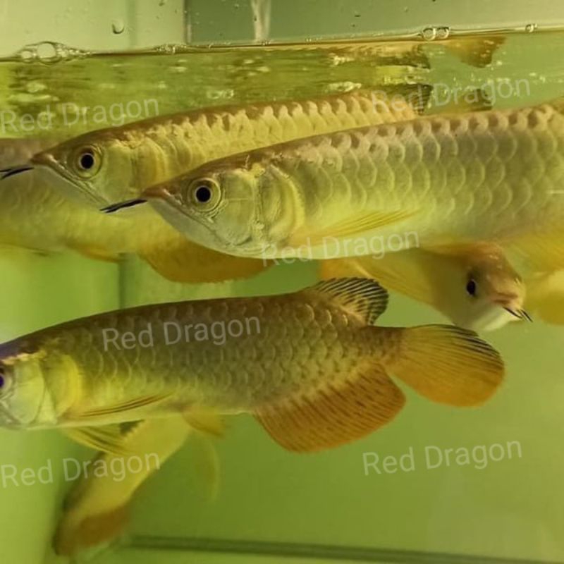 Jual Arwana Golden Head Crossback 24k Malaysian Lengkap Sertifikat Chip ...