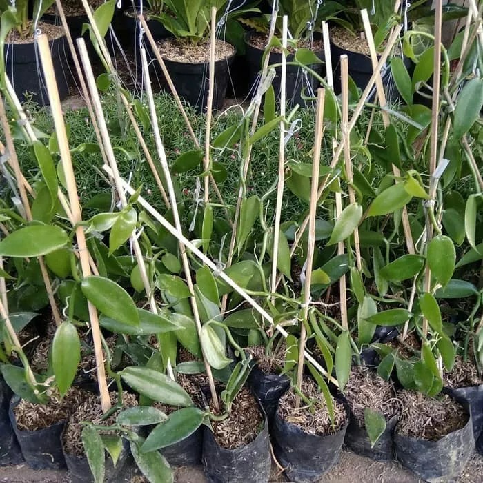Jual Bibit Tanaman Vanili Panili Perneli Unggul | Shopee Indonesia