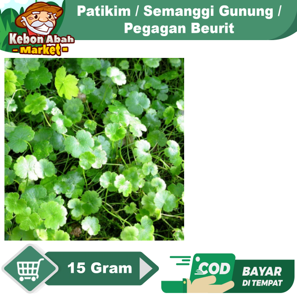Jual Tanaman Pegagan Beurit 15 Gram Antanan Kecil Patikim Semanggi ...